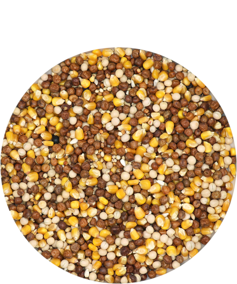 Premium Best Allround - Versele